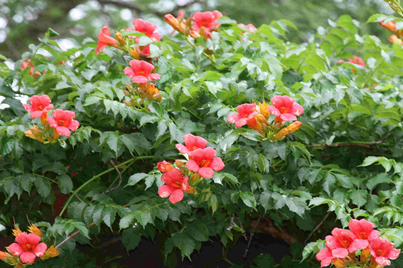 Musings from the Texas Hill Country: Lady Bird Johnson Wildflower ...