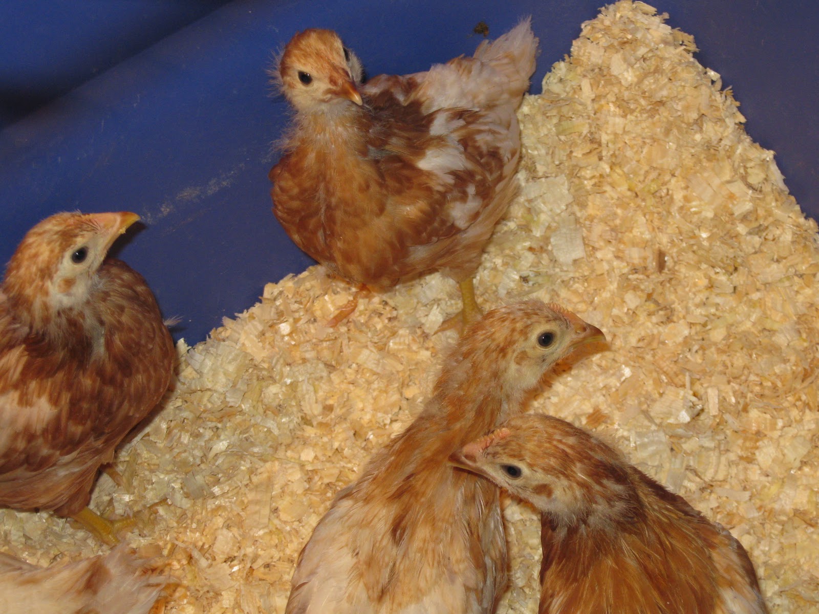 One Little Farm...striving to make a difference: Baby chicks and CSAs