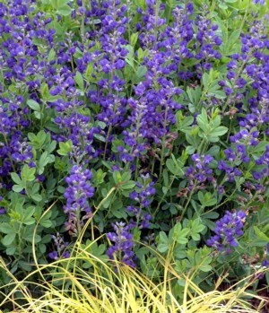 A Life Divided: False Indigo, take three