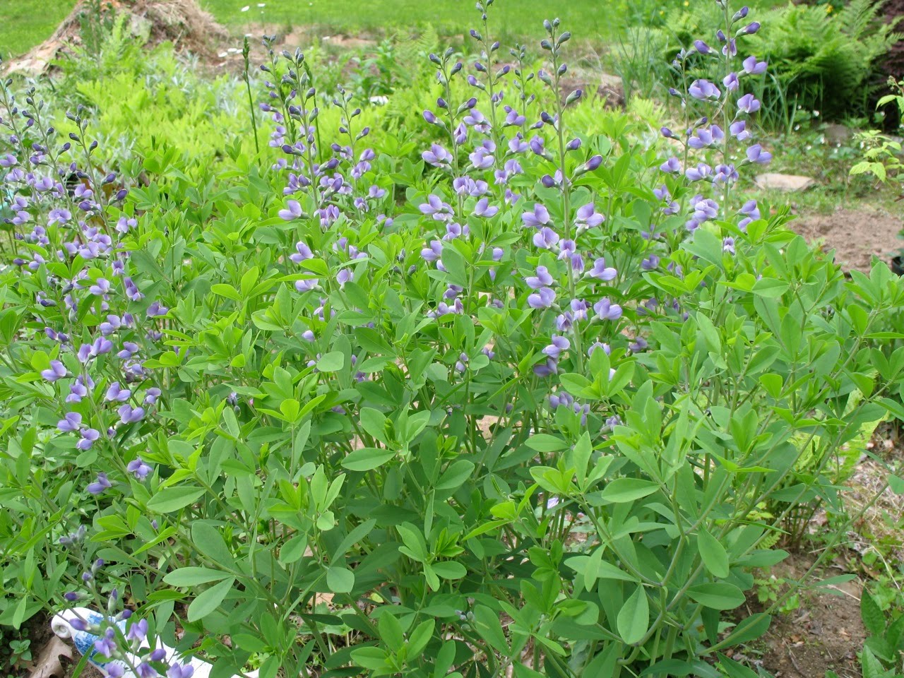 A Life Divided: False Indigo, at last