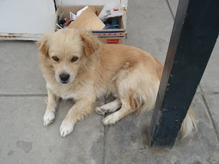 ADOPCIONES PERU - ELLOS ESPERAN POR TÍ: Chatín, perrito cruce de ...