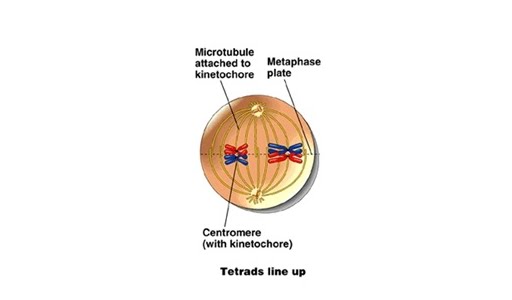 Sahid's Blog: Reproduksi Sel (Mitosis & Meiosis)