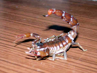 Belgesel izle,Hayvan Belgeseli,vahşi hayvanlar: AKREP