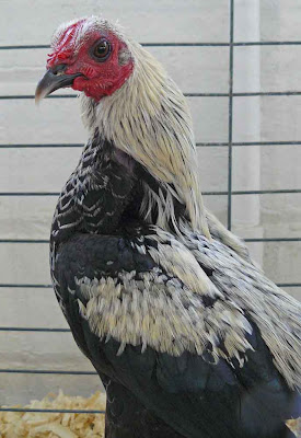 I need orange: Aug 31 -- one birchen chicken