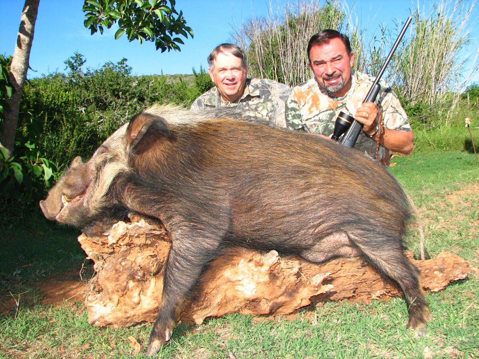 Eardley's Bushpig: The Southern Africa (SA) HOG SLAM