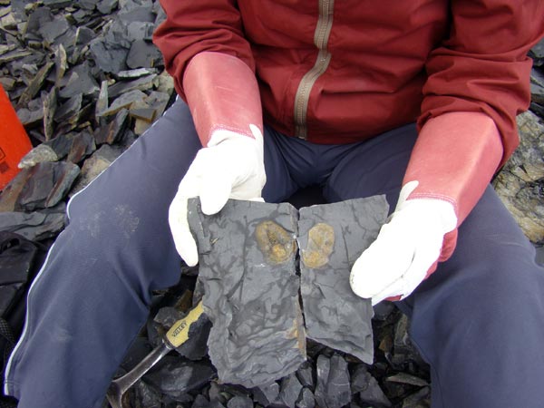 Keith and Aya: Dig-Dig #8: U-Dig Fossils, Utah