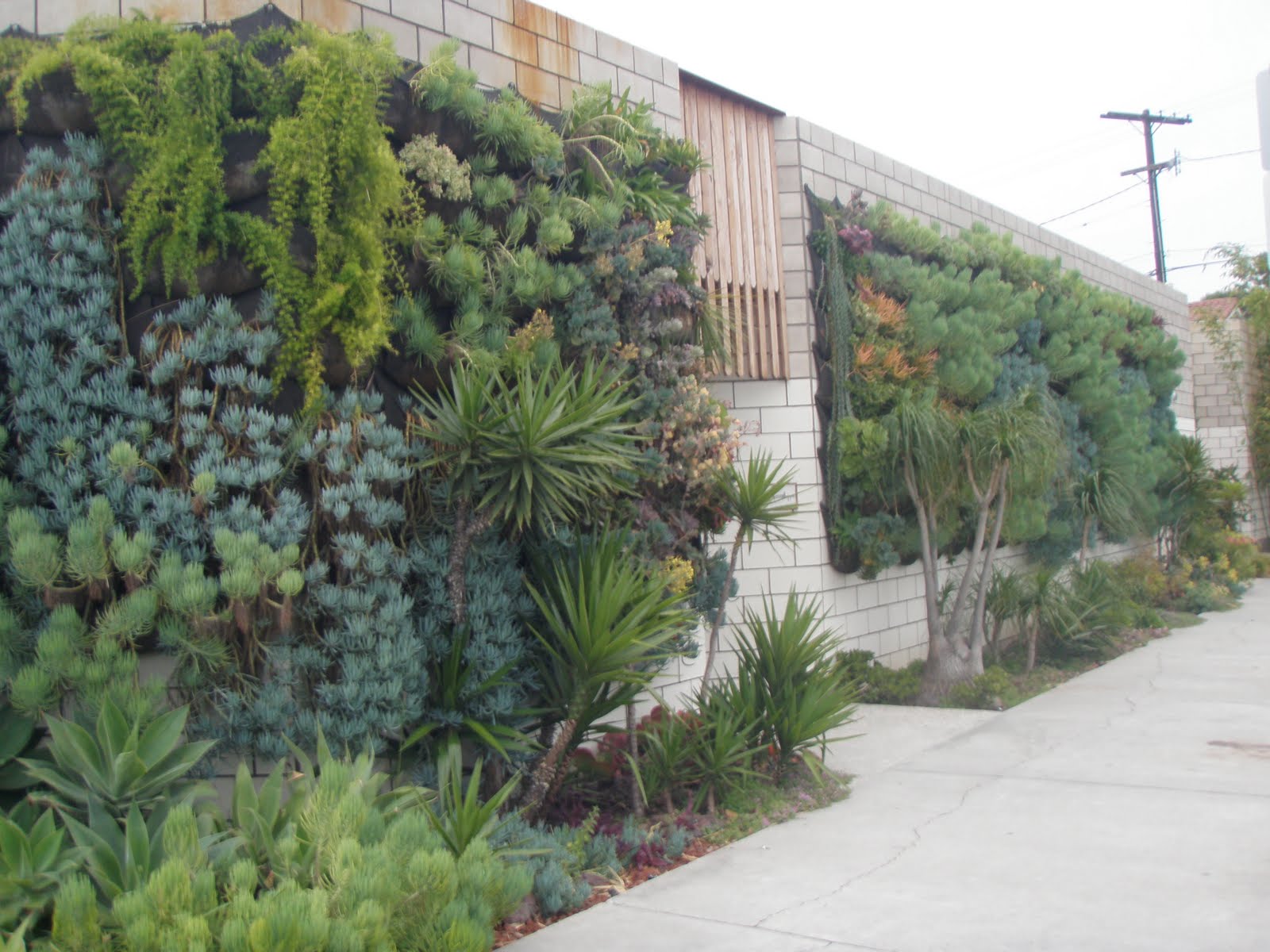 LA landscape: Green Walls, SoCal Style #1 - Woolly Pocket