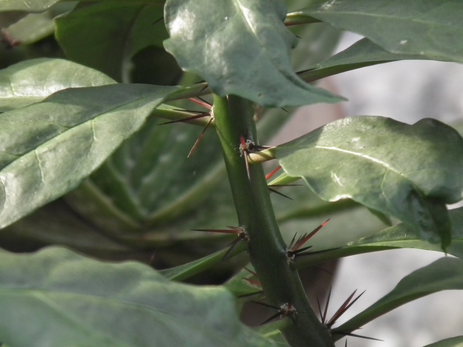 my life story.....................: POKOK DURI TUJUH