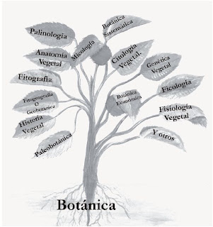 Univero: Definición general de botánica