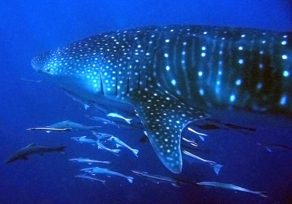 Le Tour du Monde des Grosjeans: A la rencontre des requin-baleines