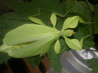 Invertebrate Diaries: Philippine Leaf Insect