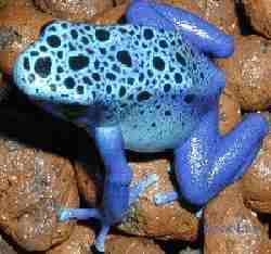 BIOTERRA: Ser vivo da semana... Rã-azul-venenosa