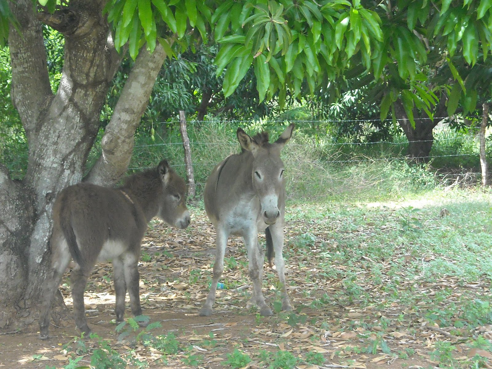 Terria Gary: Baby donkey, Gary in pool, beach w/ Annie