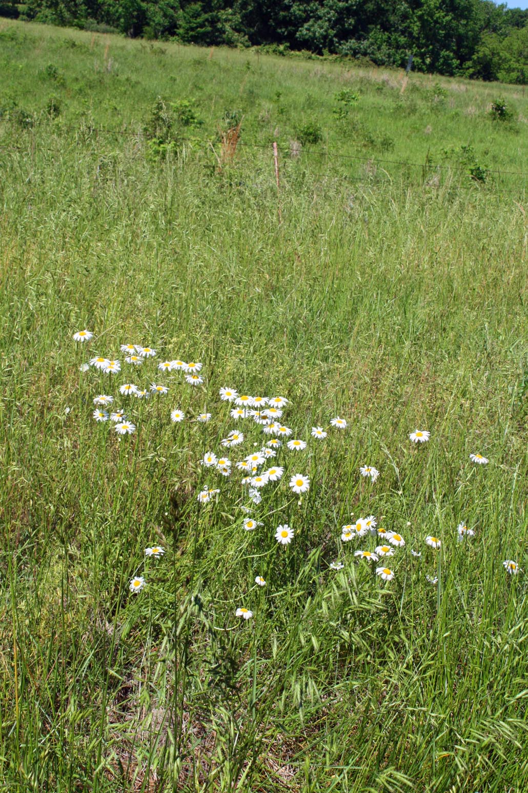 Southern Lagniappe: Roadside Daisies