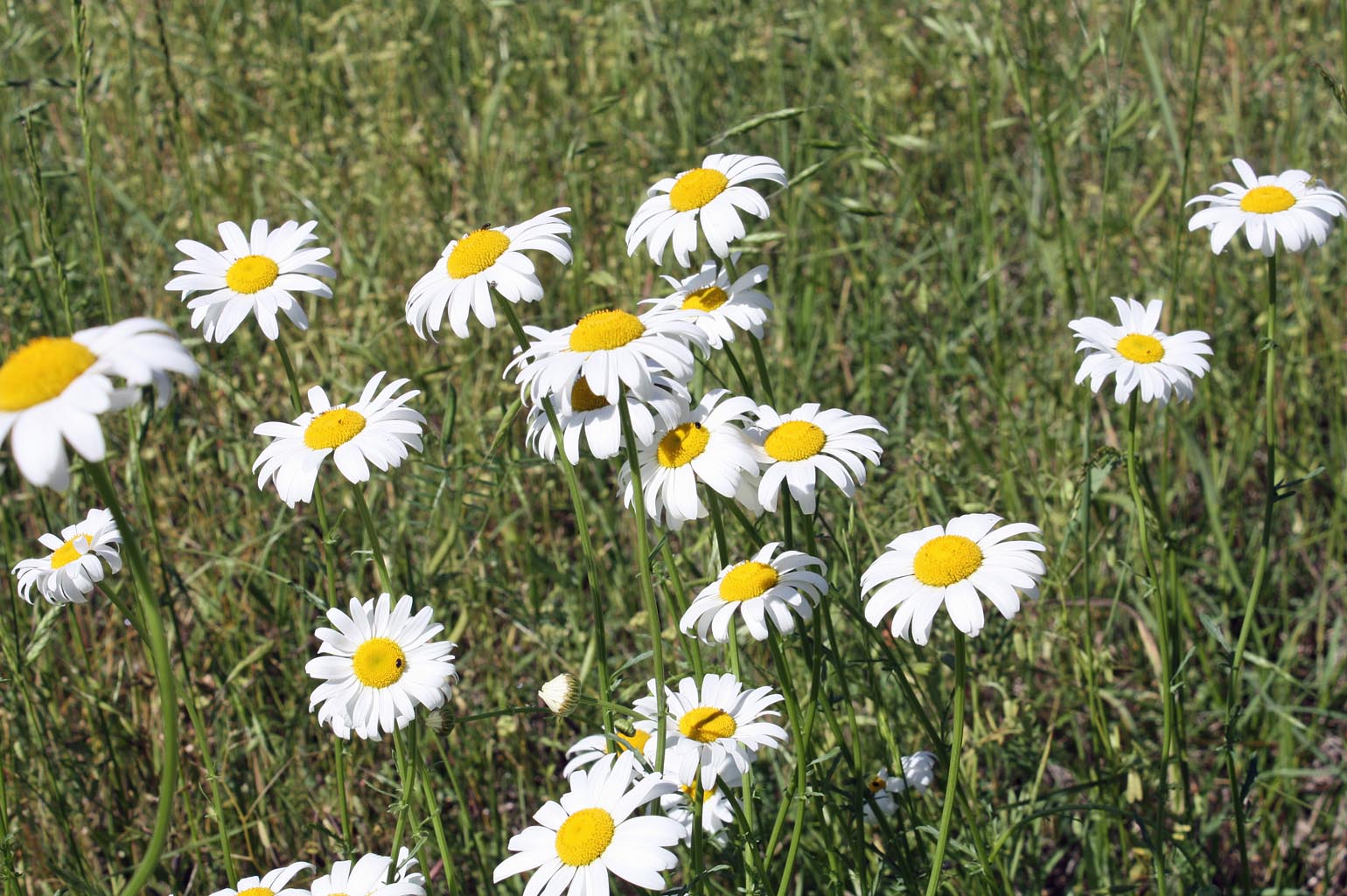 Southern Lagniappe: Roadside Daisies