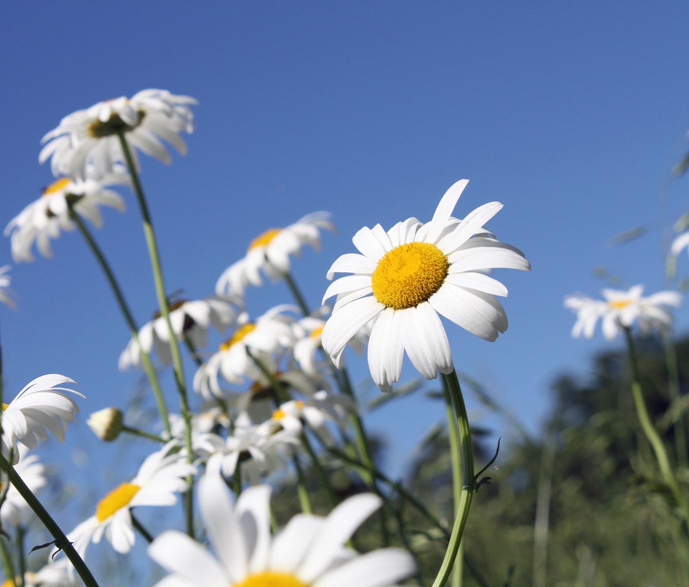 Southern Lagniappe: Roadside Daisies