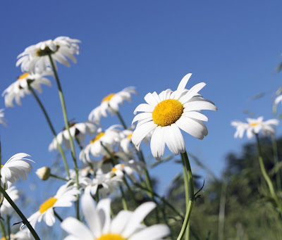 Southern Lagniappe: Roadside Daisies