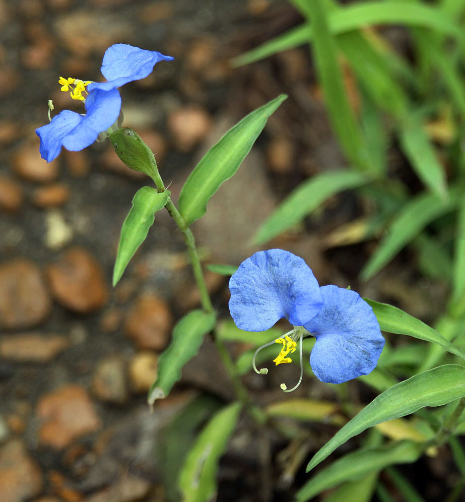 Southern Lagniappe: Blue Flowers
