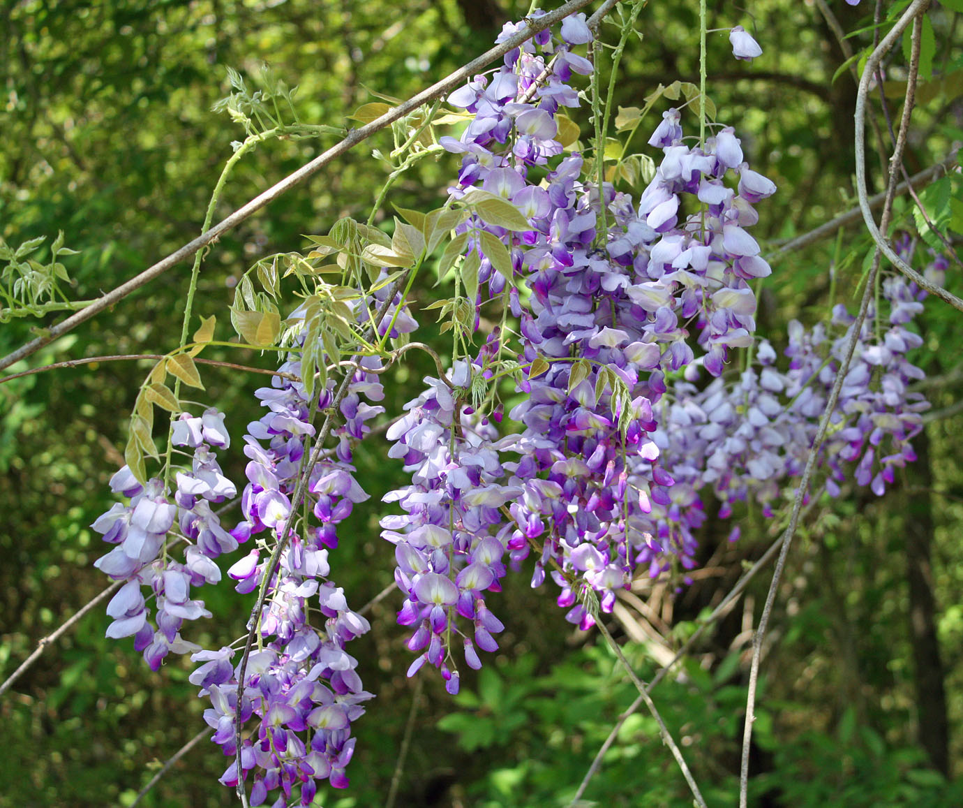 Southern Lagniappe: Wisteria