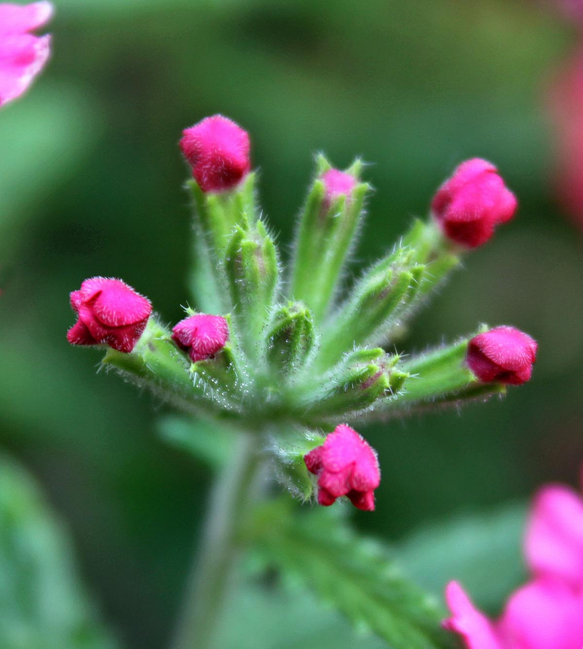 Southern Lagniappe: Verbena