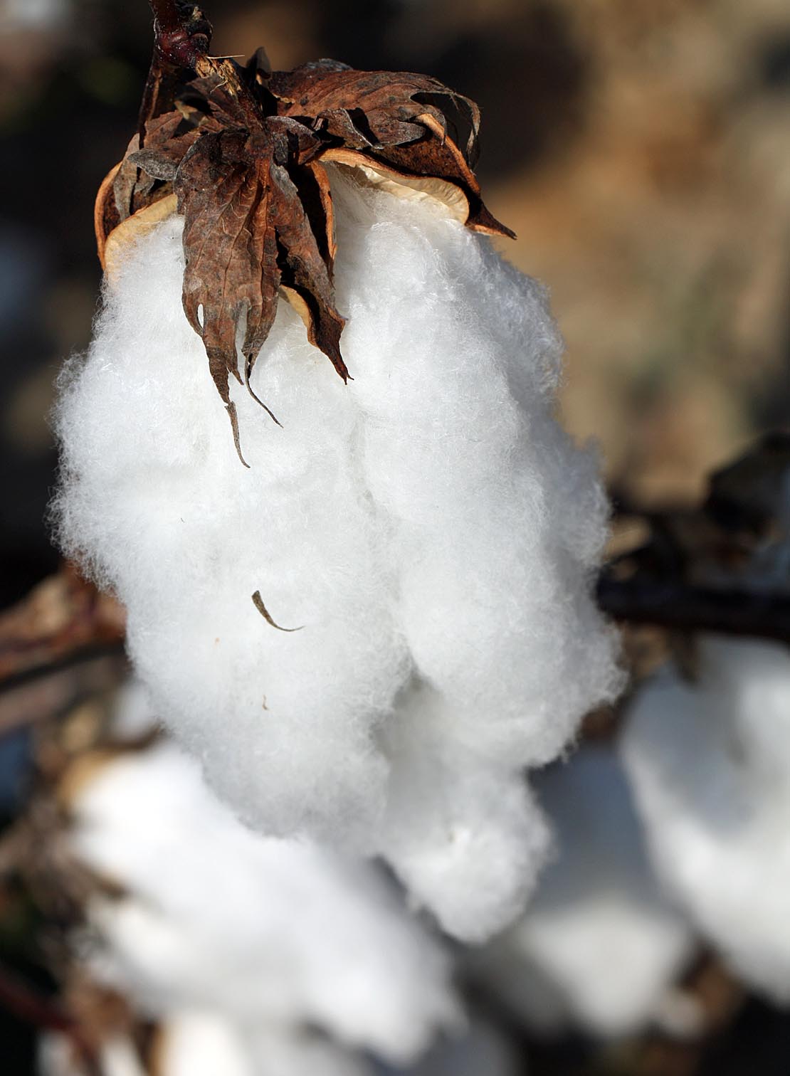 Southern Lagniappe: Walkin' in High Cotton