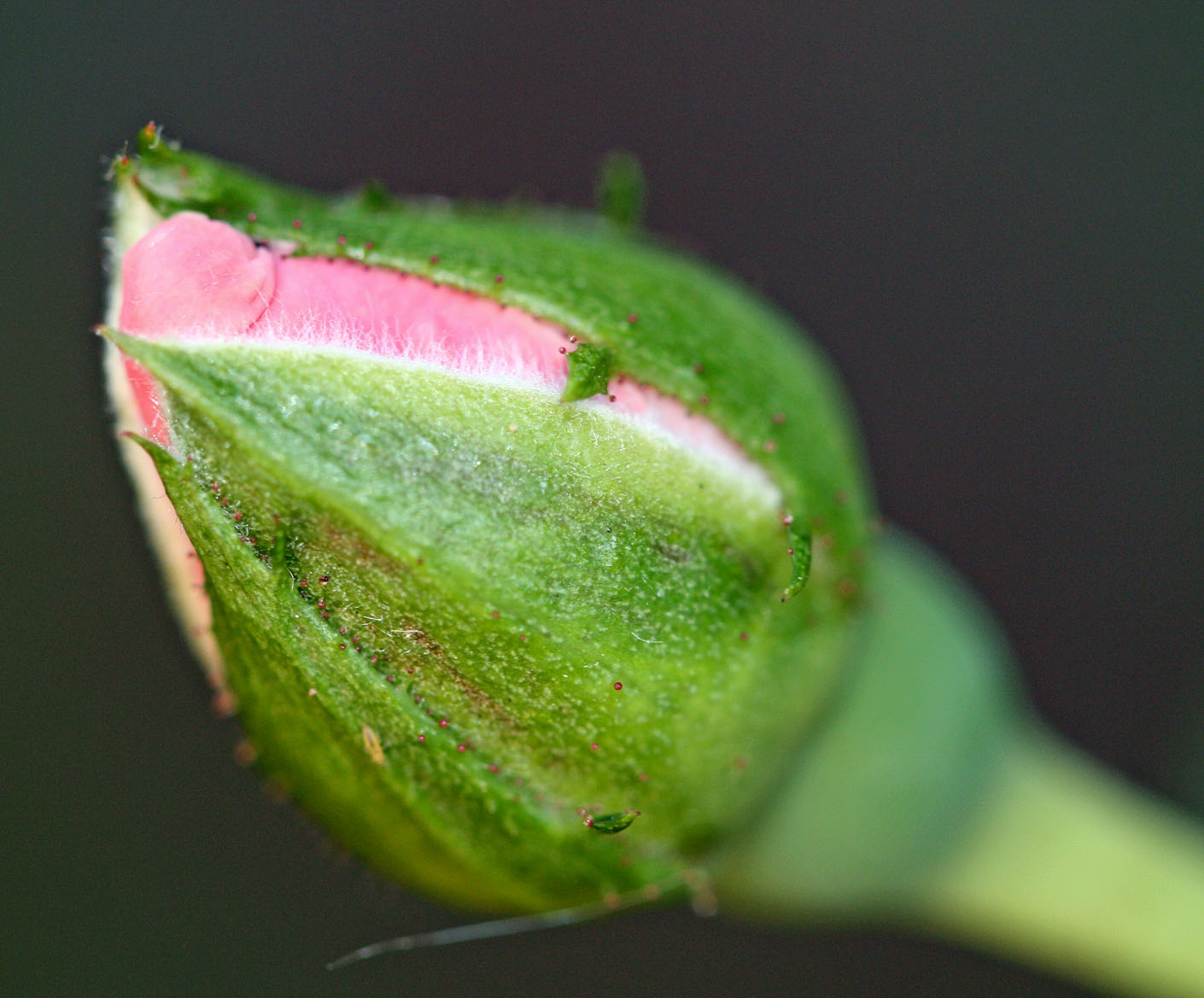 Southern Lagniappe: Summer's End