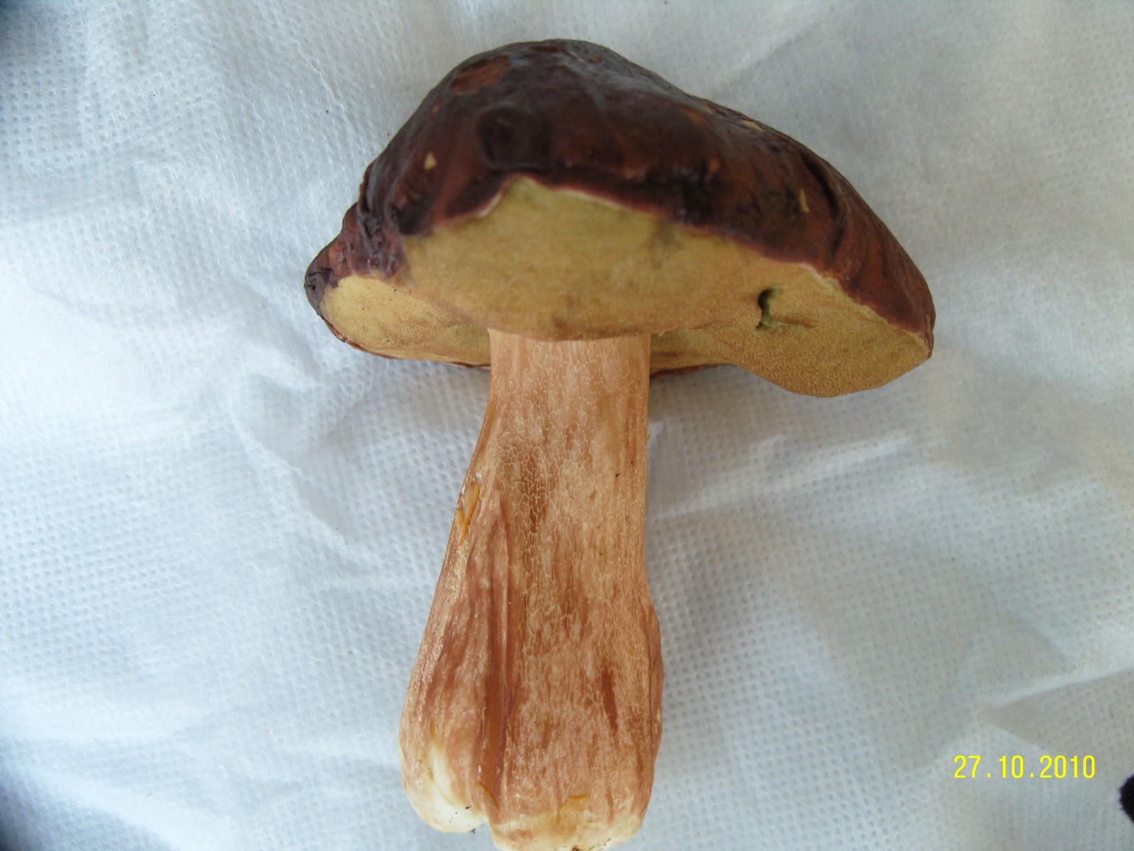 De setas po-la Barbanza: Boletus Pinicola
