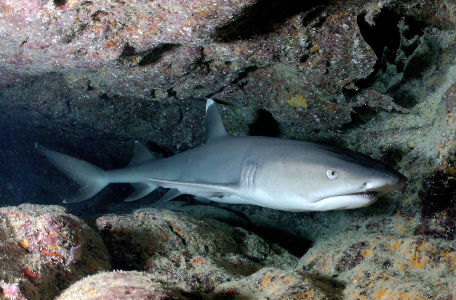 Public Domain Photos and Images: Whitetip reef shark - Triaenodon obesus