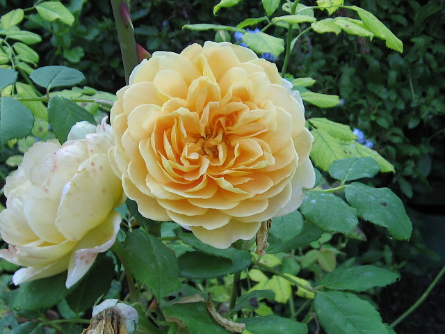 Fresh Local and Best: QUINCE ROSE JAM RECIPE