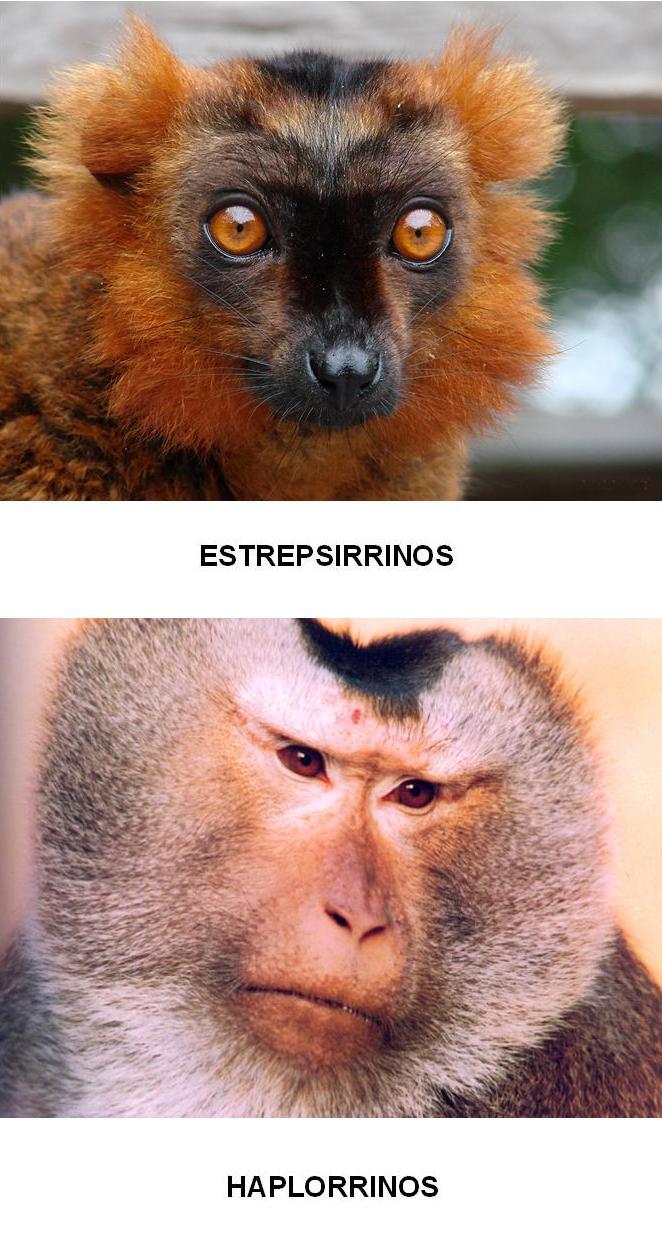 Los de abajo a la izquierda: Grandes lémures extintos