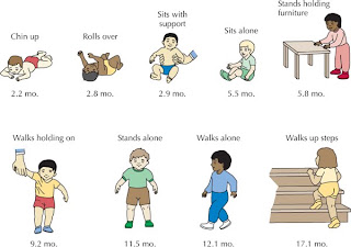 Psychology Notes: Developmental Psychology