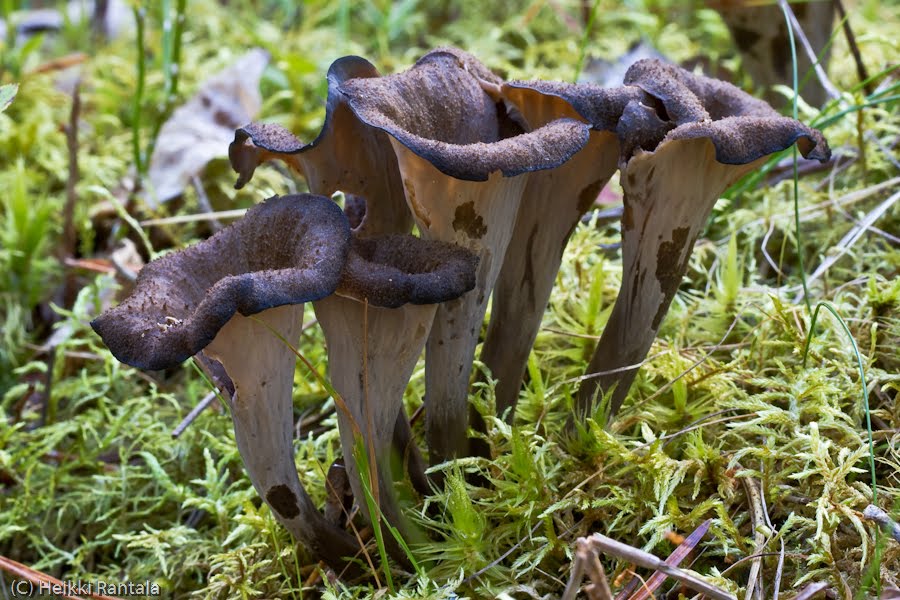 ProPluto: syyskuuta 2010