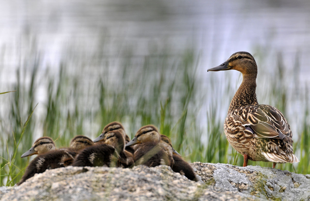 El vuelo del onocrótalo: Mamá pato