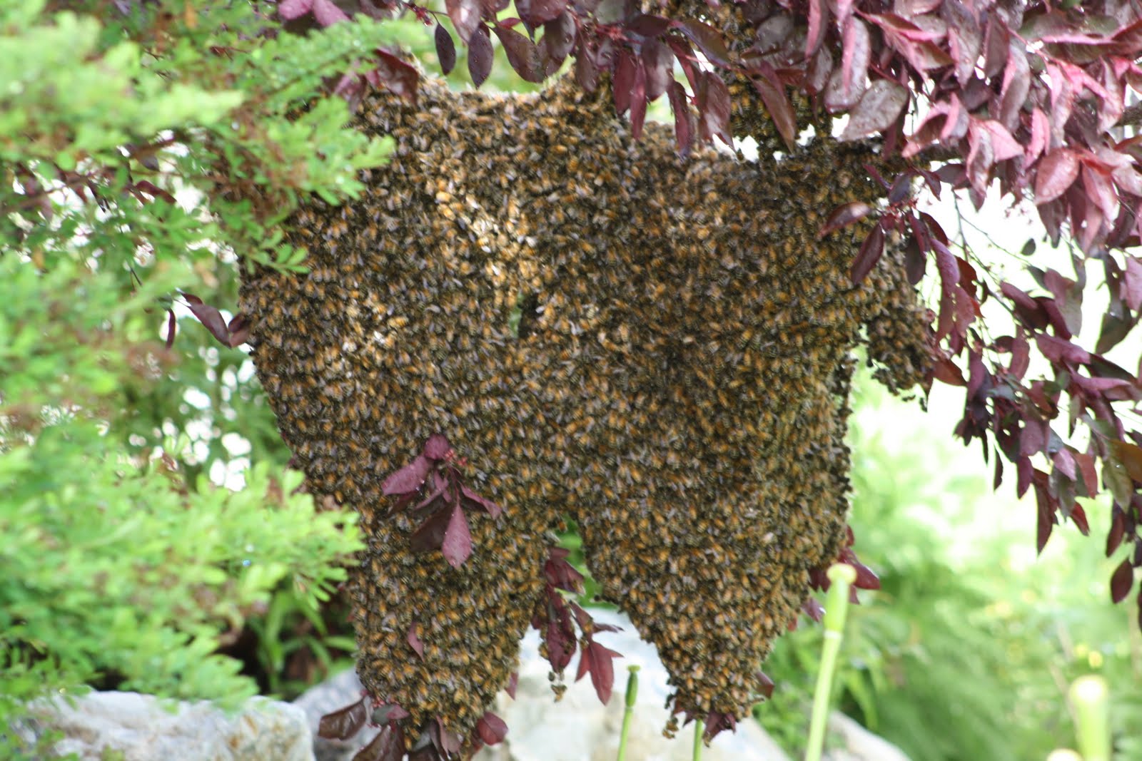 Thorpe family blog: Huge Honey bee swarm in our yard!