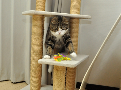 Souls and paws: Maru The Adorable Cat