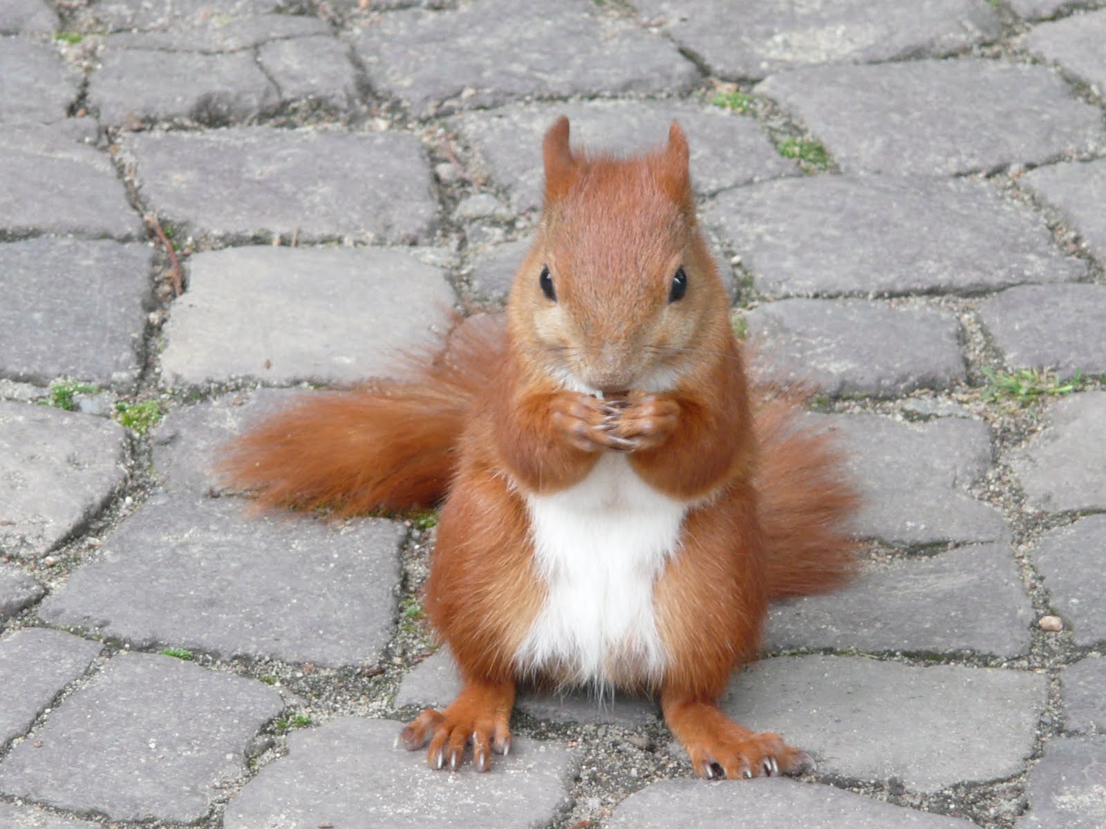 Littlepuku: Mr. Squirrelowski the Polish Squirrel