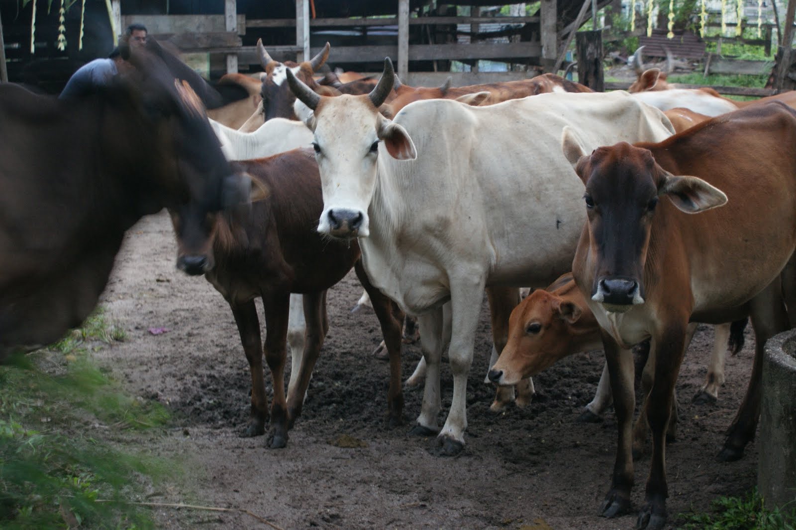 the sound: LembooO korban