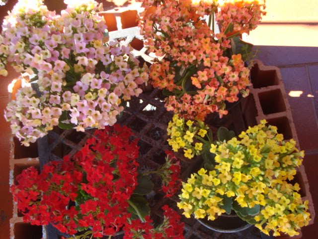 Pequenas flores... | Meu Pequeno Éden