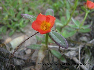 Snapshots: Uru-Alas Dose