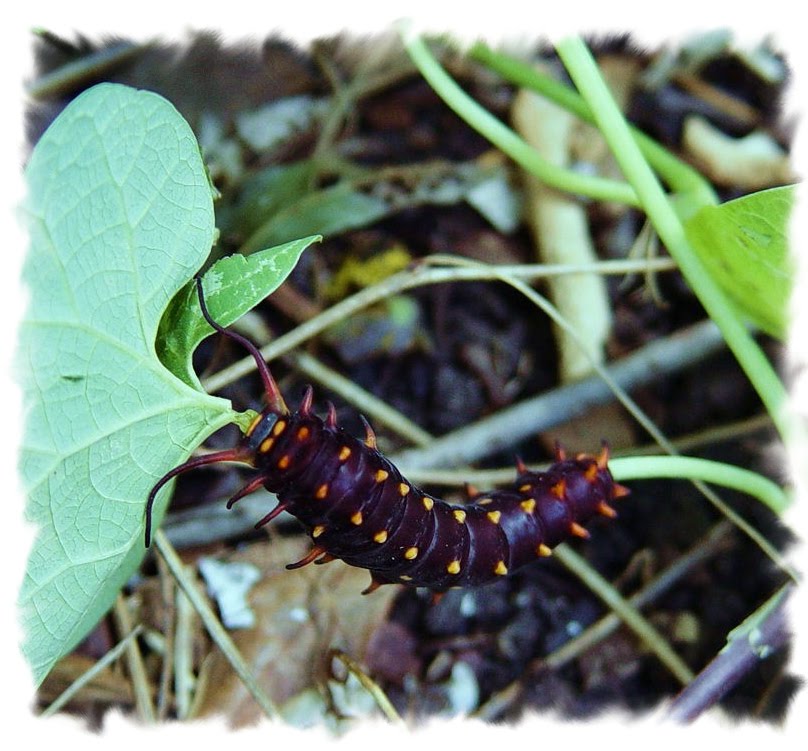 Peg's Garden: BUTTERFLIES & MOTHS