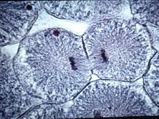 Human Biology: Com 18-21