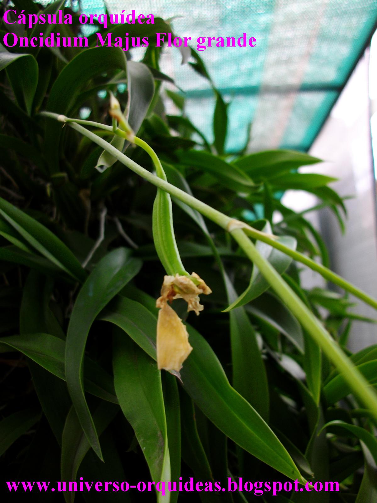 Universo Orquídeas: Conociendo a las orquídeas