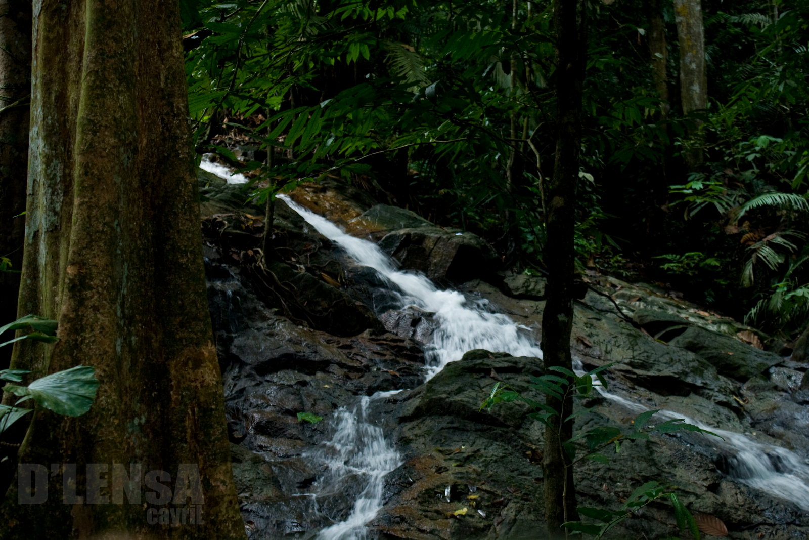 Cayril-z: Lawatan ke Hutan FRIM