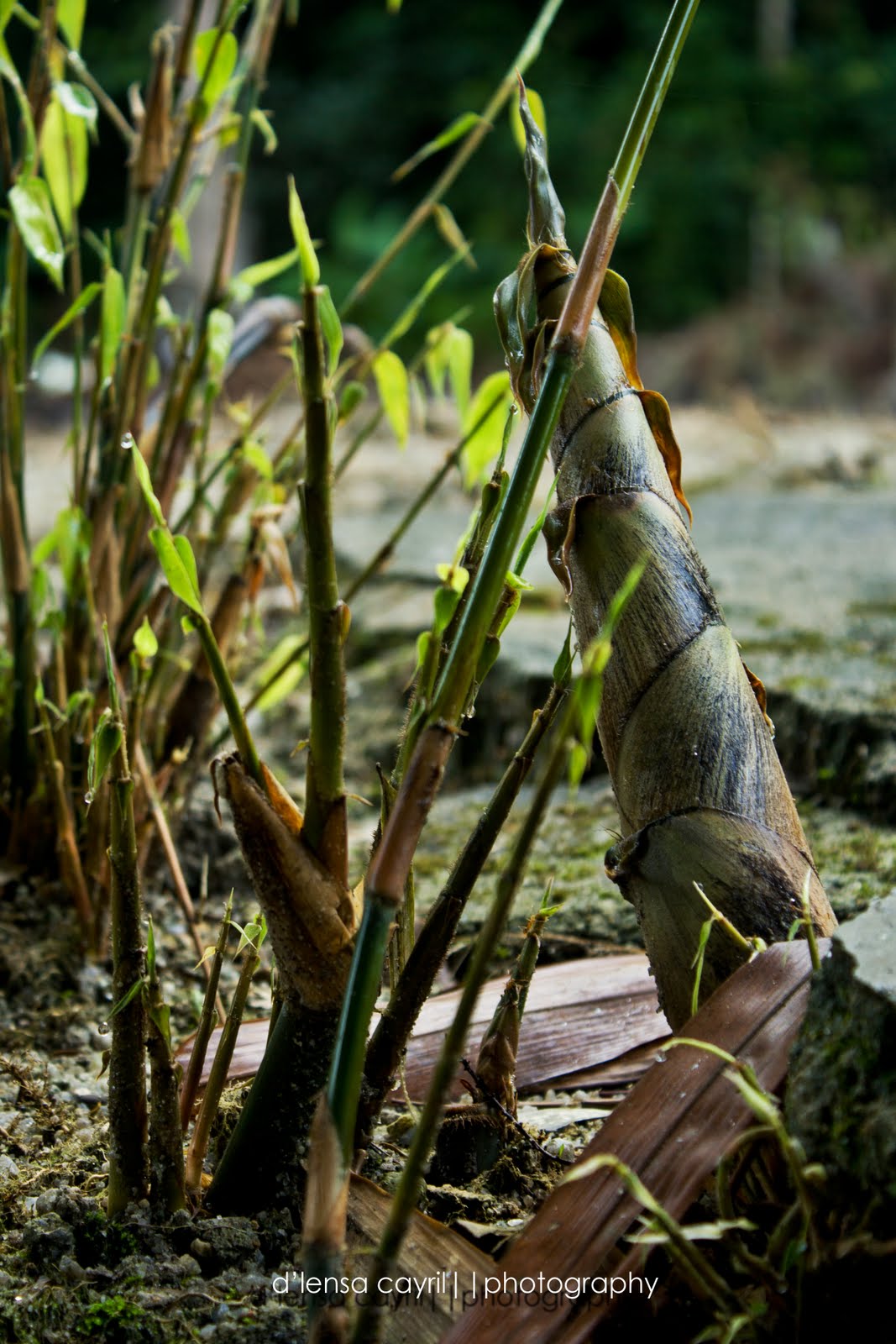 Cayril-z: Resmi Buluh dan Rebung