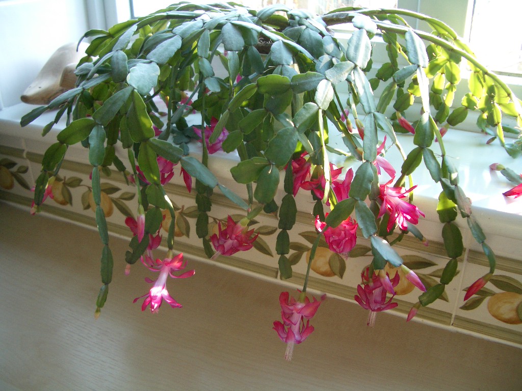 The String Bag: 24 December: Cactus