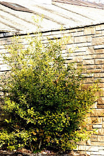 Powell Gardens' Blog: More "Evergreens" to see at Powell Gardens