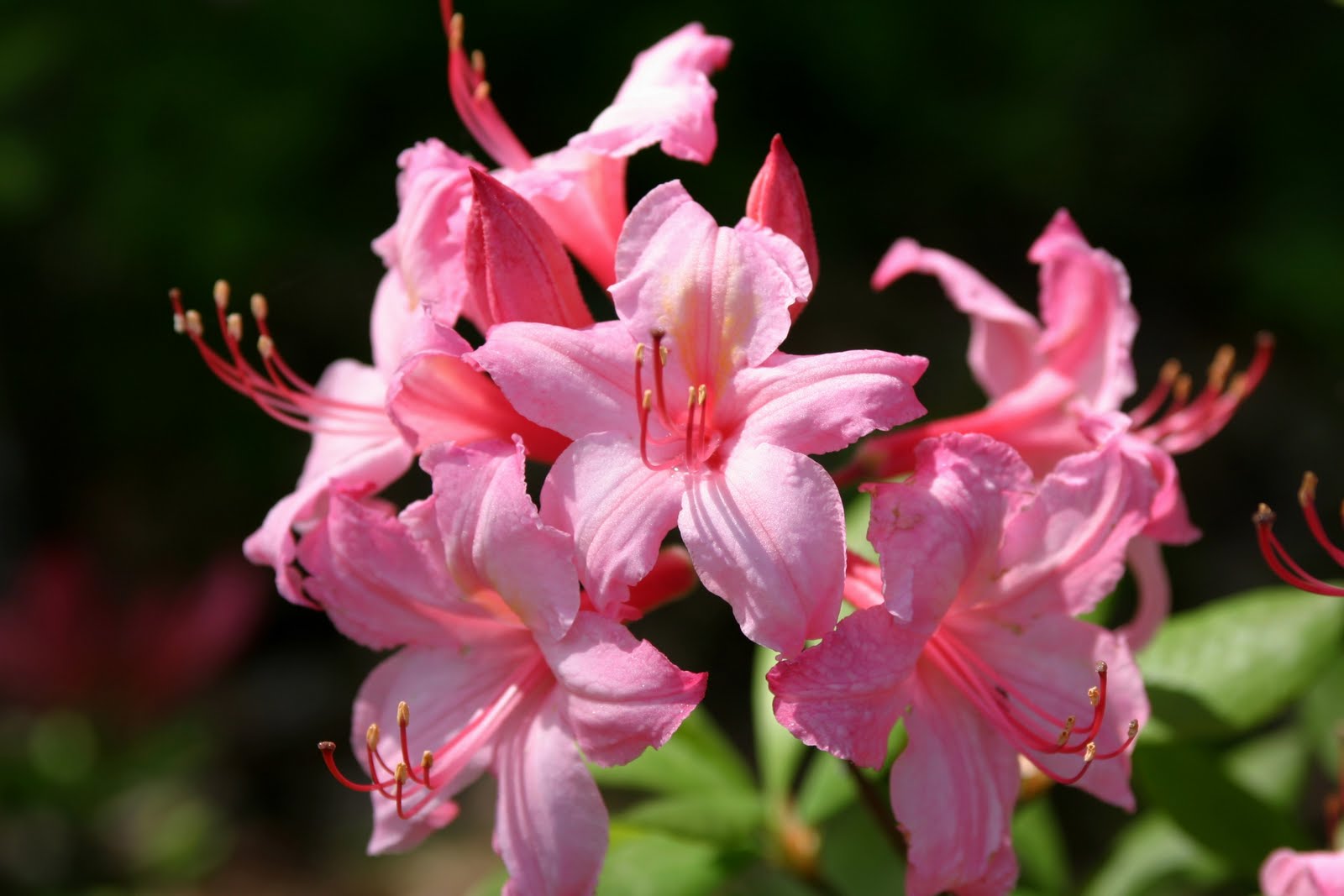 Powell Gardens' Blog: Lights, Camera, Azaleas!
