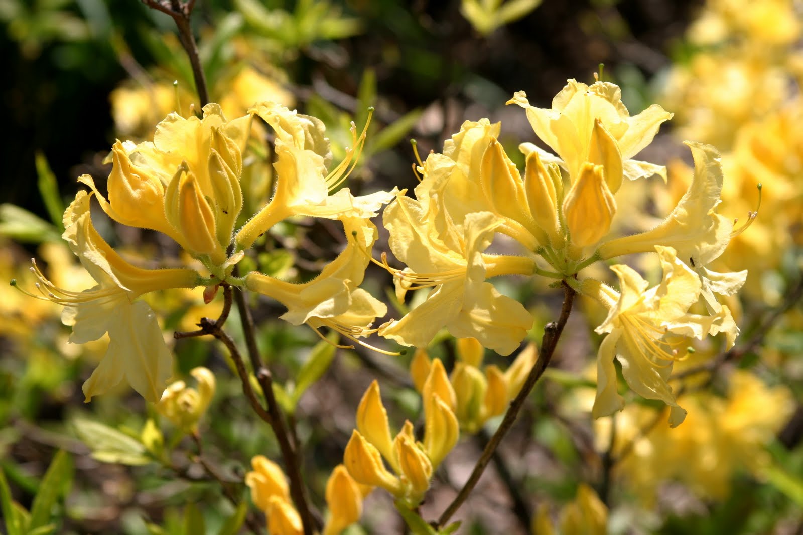 Powell Gardens' Blog: Lights, Camera, Azaleas!