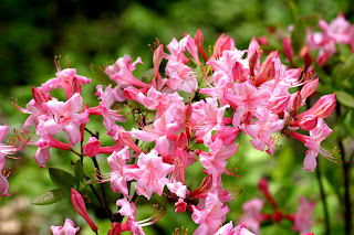 Powell Gardens' Blog: Azaleas, America's Favorite Shrub