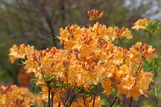 Powell Gardens' Blog: Azaleas, America's Favorite Shrub